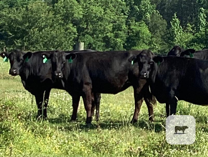 Black Angus Cows - Black Angus Cattle For Sale