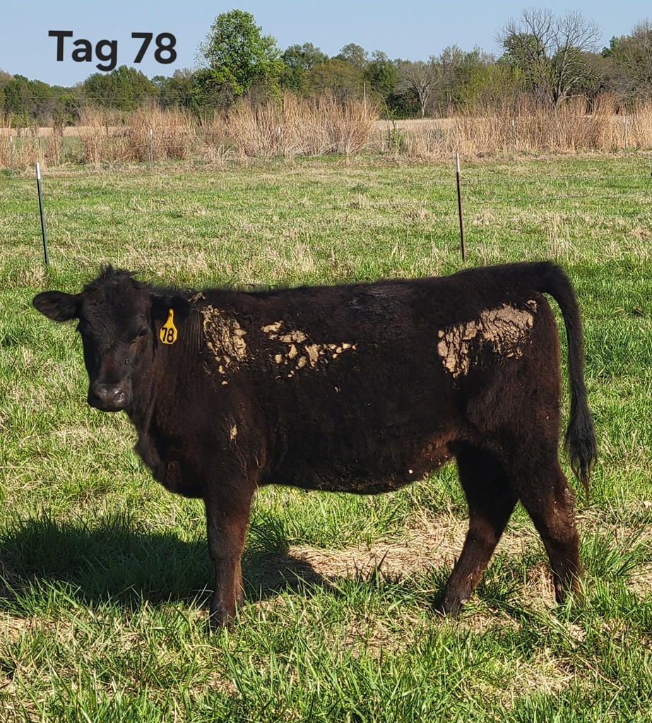 Registered Black Angus Yearling Heifers - Black Angus Cattle For Sale