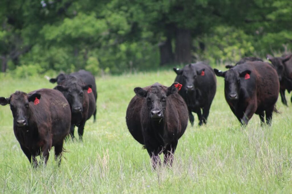 Angus Cows - Black Angus Cattle For Sale