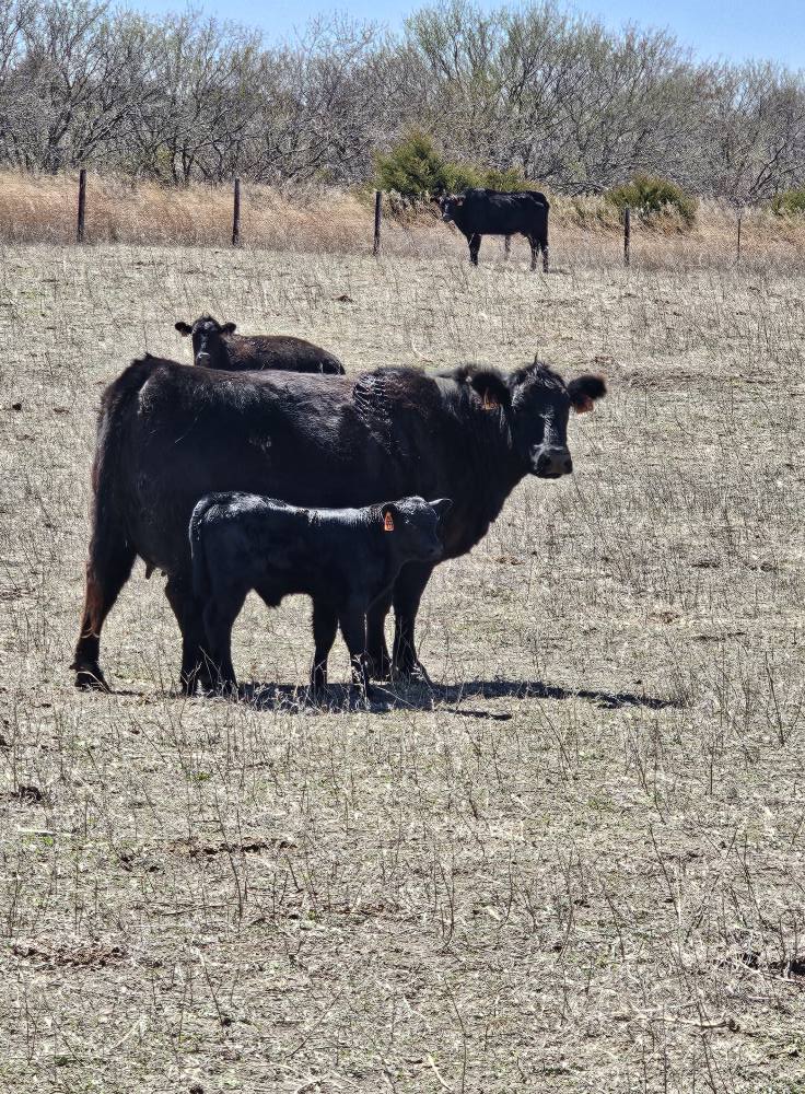 Angus Purebred Pairs - Black Angus Cattle For Sale