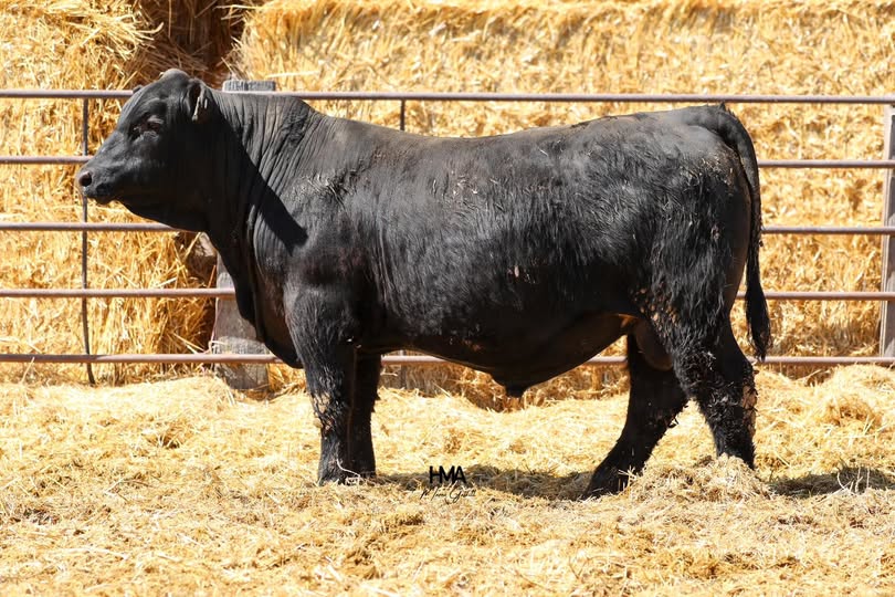 Angus Bull - Lot 54 | QA Jumbo Blaze 7258 | AAA 21232979 - Black Angus ...