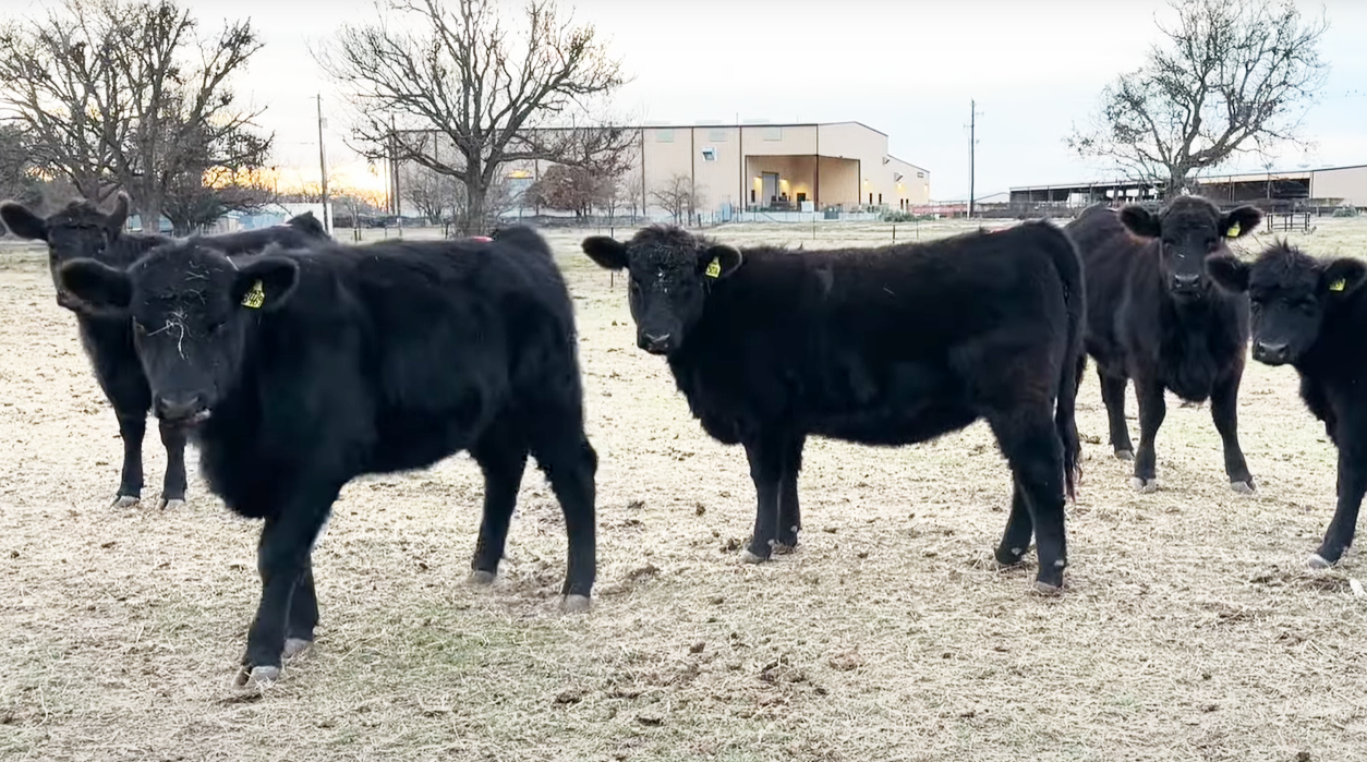 Registered Black Angus Bred Registered Heifers - 8 head - Black Angus ...