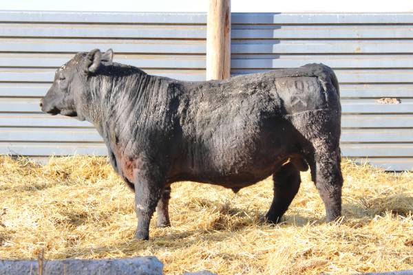 Black Angus Yearling Registered Bulls - Black Angus Cattle For Sale