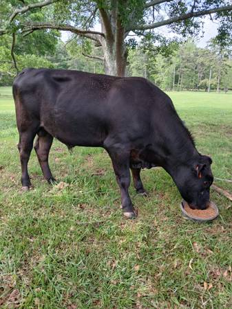 Registered Black Angus Bull - Black Angus Cattle For Sale