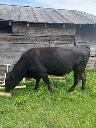 Registered Black Angus Bull - Black Angus Cattle For Sale
