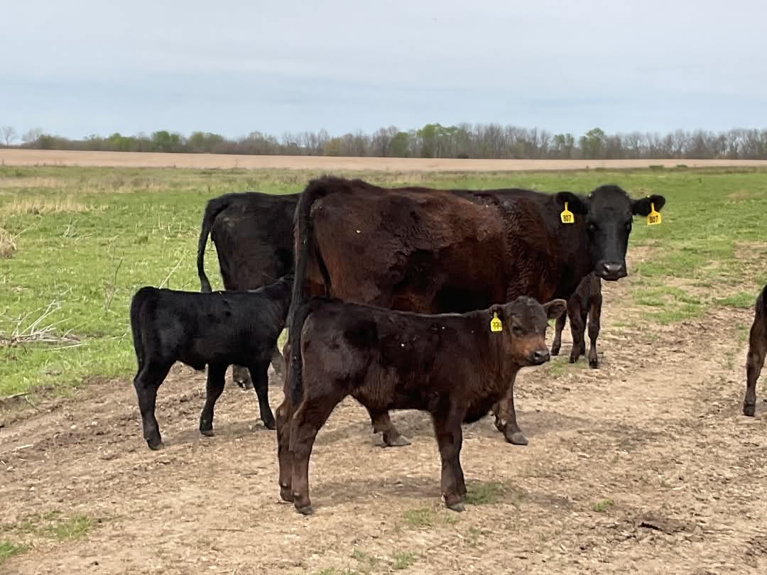 Black Angus Pairs - 35 head - Black Angus Cattle For Sale