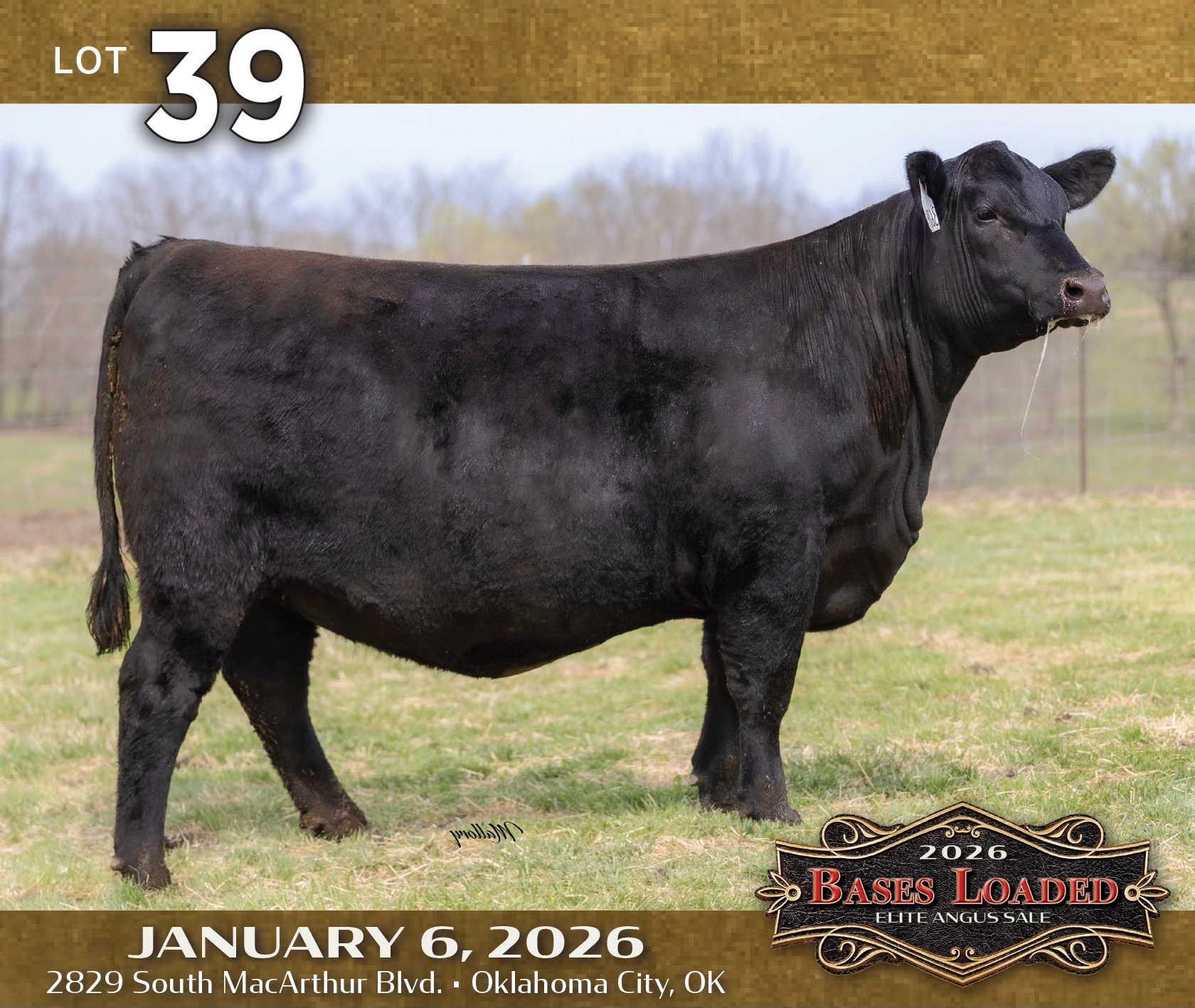 Rita 3609 - Black Angus Cattle For Sale