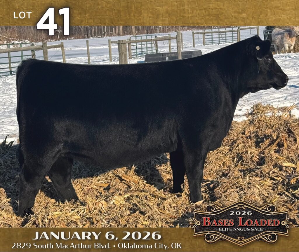 Miss 2189 - Black Angus Cattle For Sale