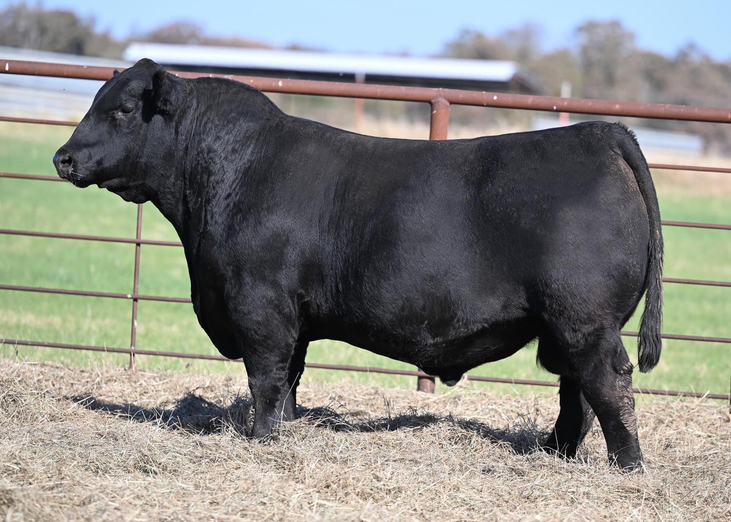 KLA Rambo 562 - Black Angus Cattle For Sale