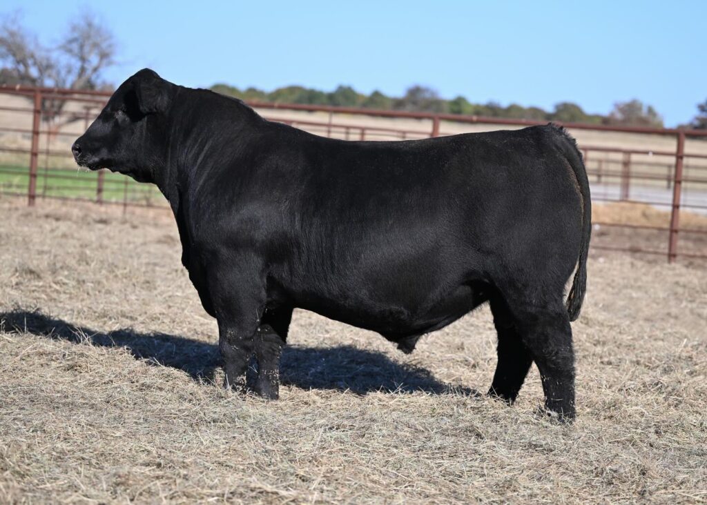 KLA Cowboy Up 5148 - Black Angus Cattle For Sale