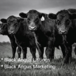 Black Angus Only - Black Angus Cattle For Sale